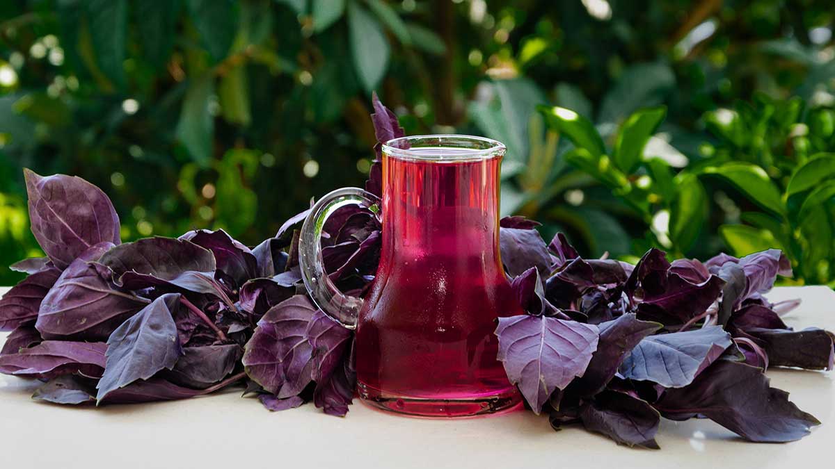 Reyhan Nedir Neye Yarar Faydaları Nelerdir? | Keyifli Bilgi