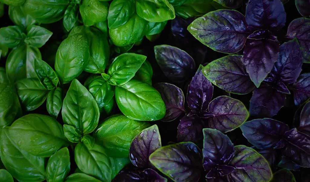 Reyhan Nedir Neye Yarar Faydaları Nelerdir? | Keyifli Bilgi