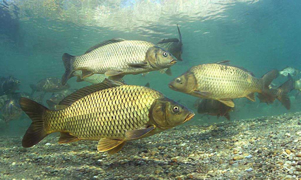 Sazan Balığının Özellikleri ve Faydaları | Keyifli Bilgi