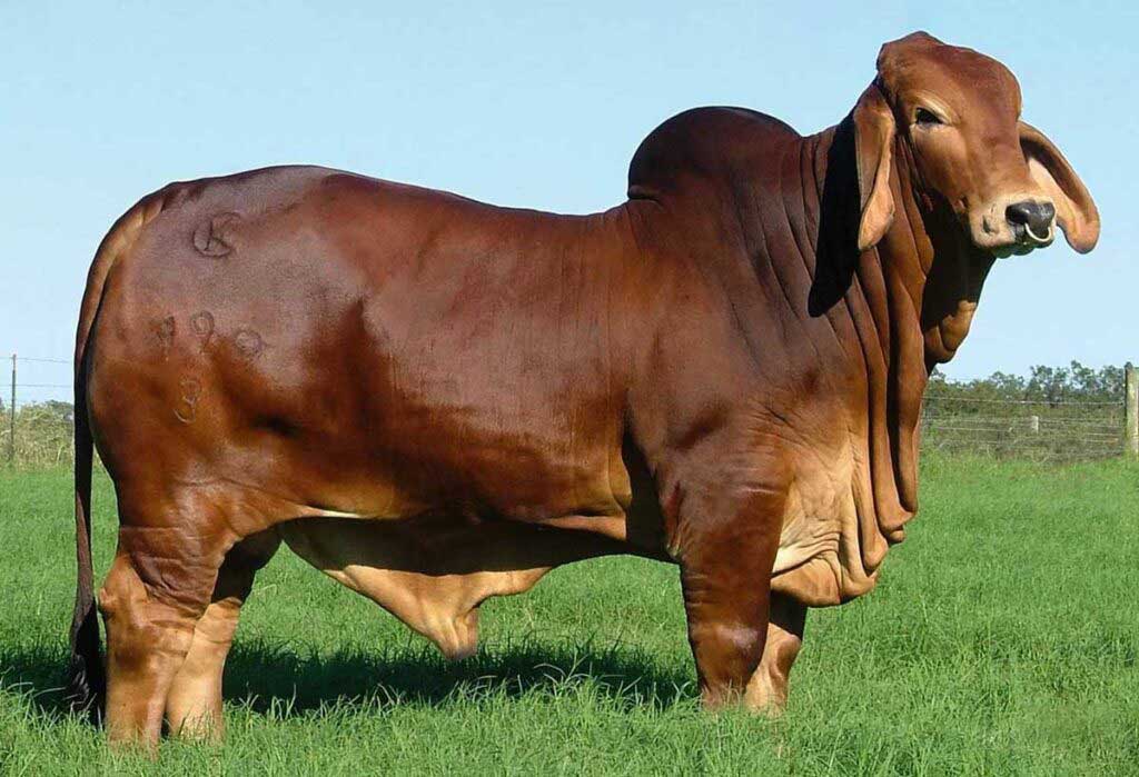 Brahman Sığırı Hint Diyarının Kutsal Sığırı | Keyifli Bilgi